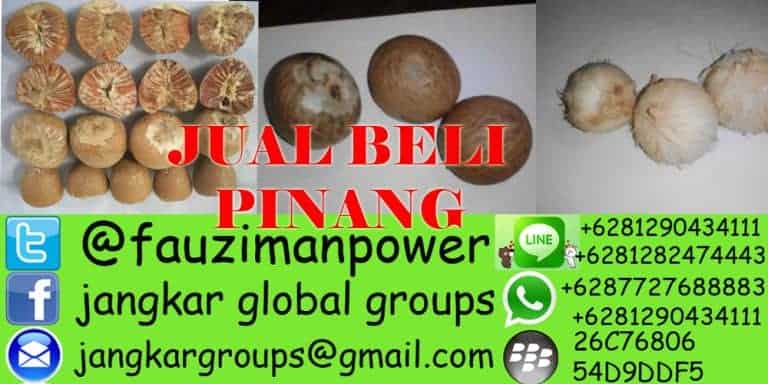 Jual Beli Pinang: Potensi Pinang Dari Pohon ke Peluang Bisnis